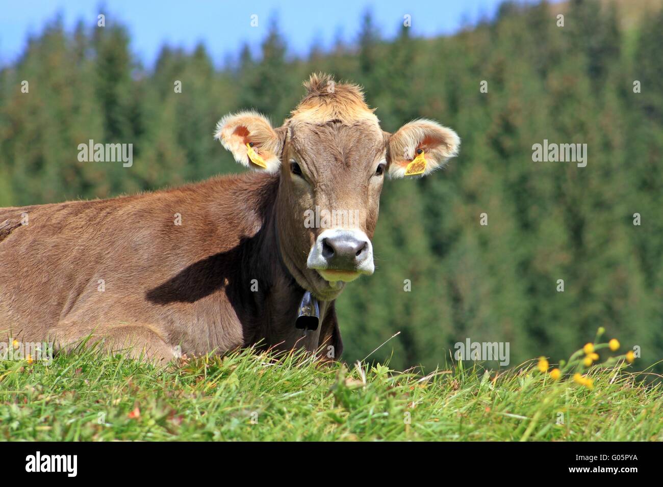 Alp animals -Fotos und -Bildmaterial in hoher Auflösung – Alamy