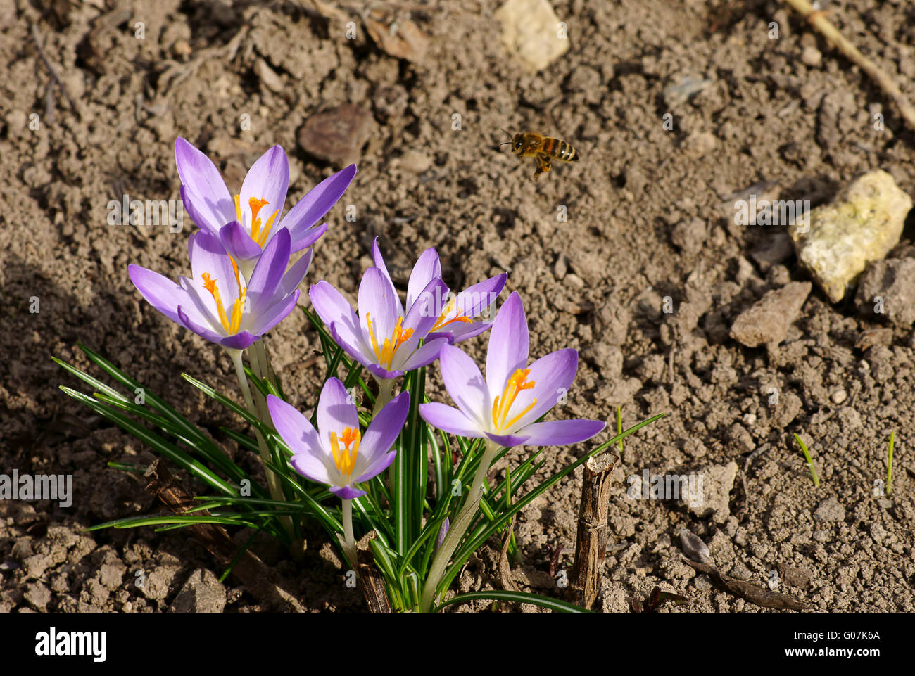 Erde untergrund -Fotos und -Bildmaterial in hoher Auflösung – Alamy
