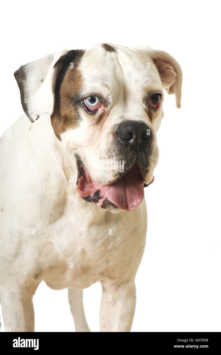 Pedigree bred -Fotos und -Bildmaterial in hoher Auflösung – Alamy