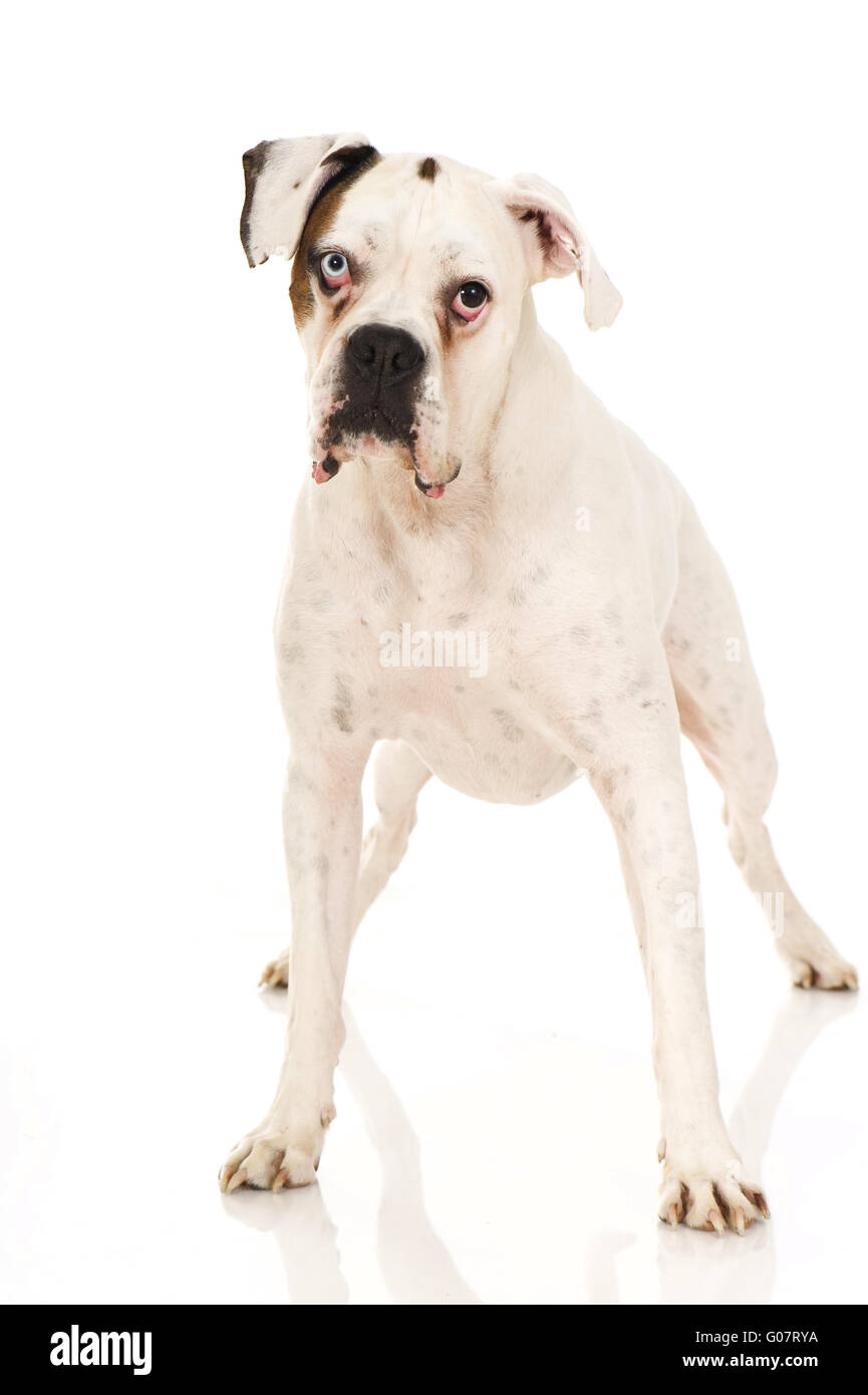 Weißer boxerhund -Fotos und -Bildmaterial in hoher Auflösung – Alamy