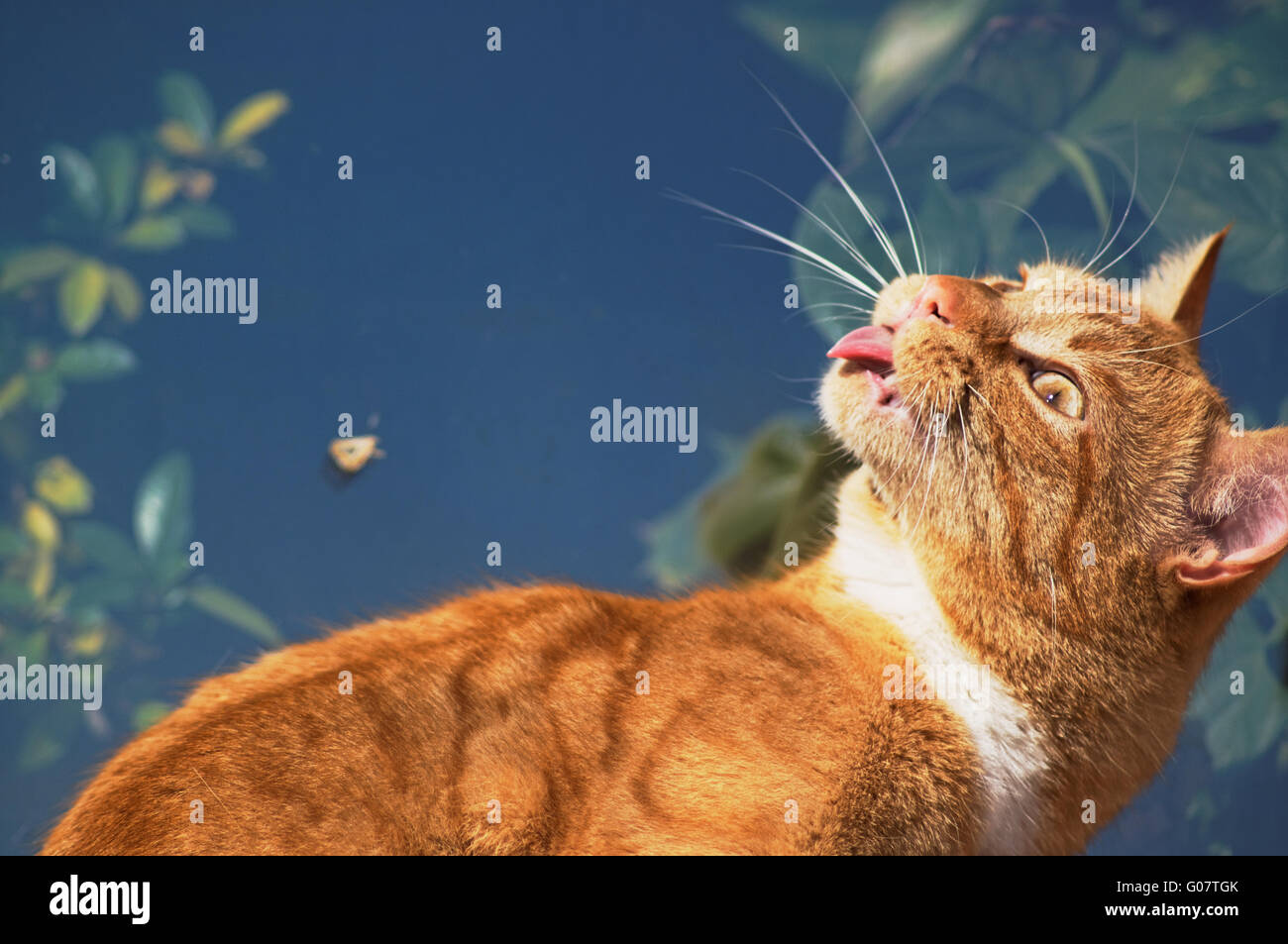 Tongue Rausstrecken Stockfotos und -bilder Kaufen - Alamy