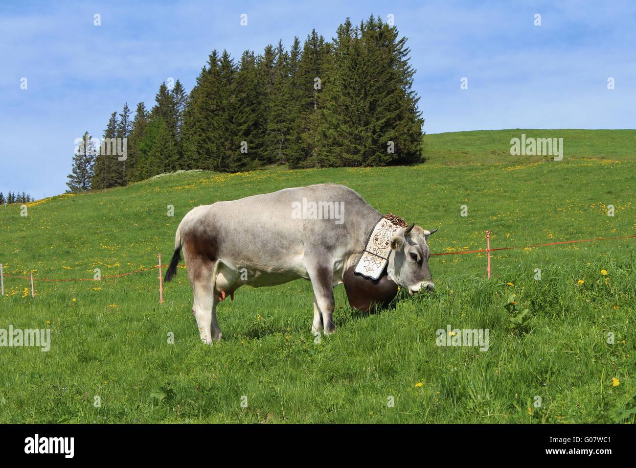 Grasende Kuh mit wunderschönen traditionellen Bell, Berner Oberland ...
