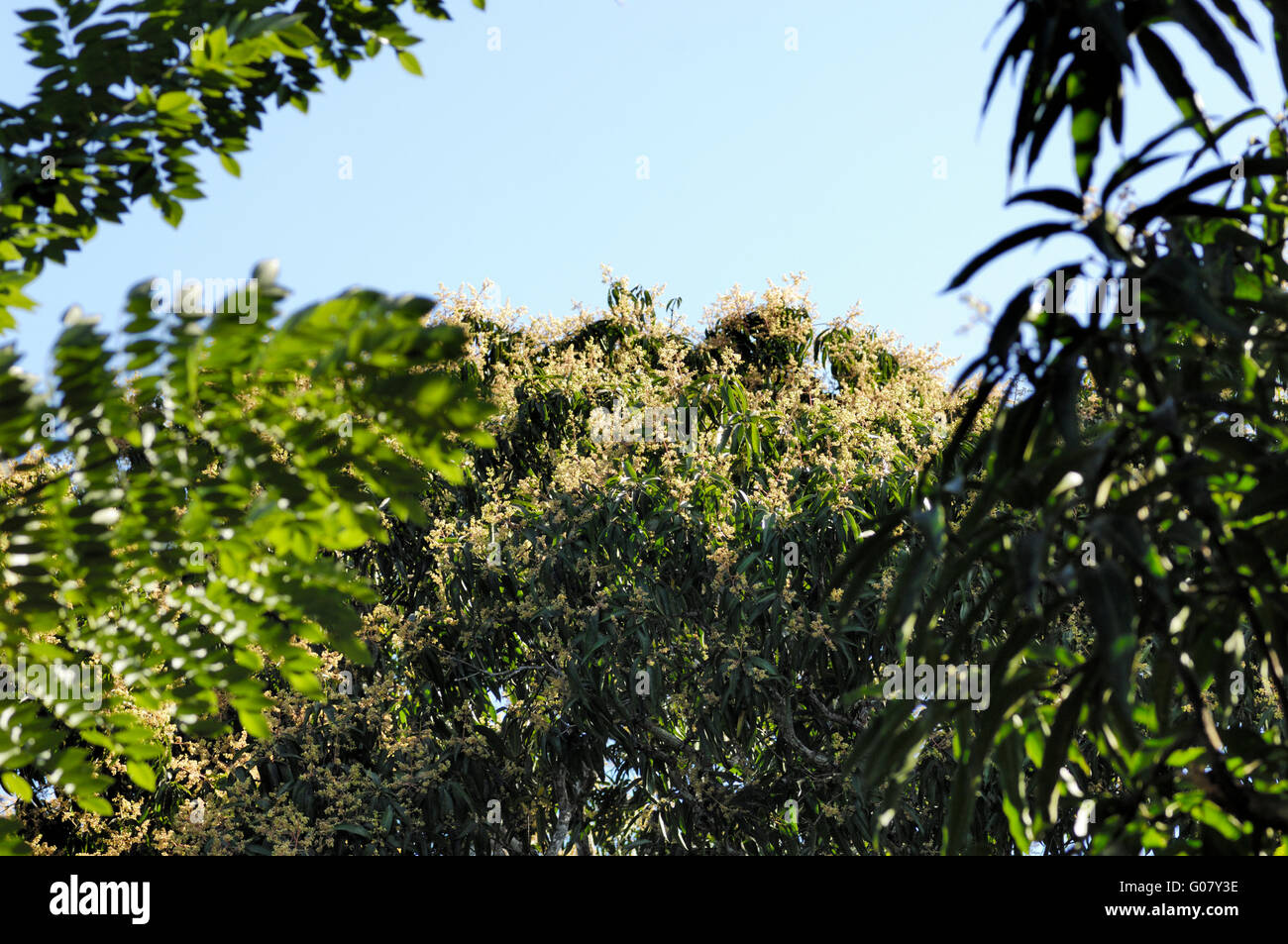 Mango tree flower -Fotos und -Bildmaterial in hoher Auflösung – Alamy