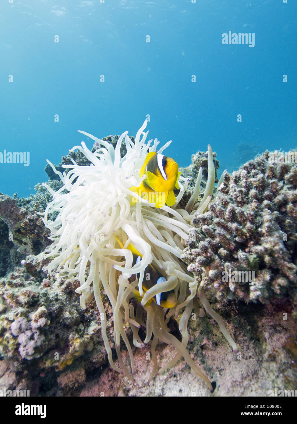 Amphiprion el quseir -Fotos und -Bildmaterial in hoher Auflösung – Alamy