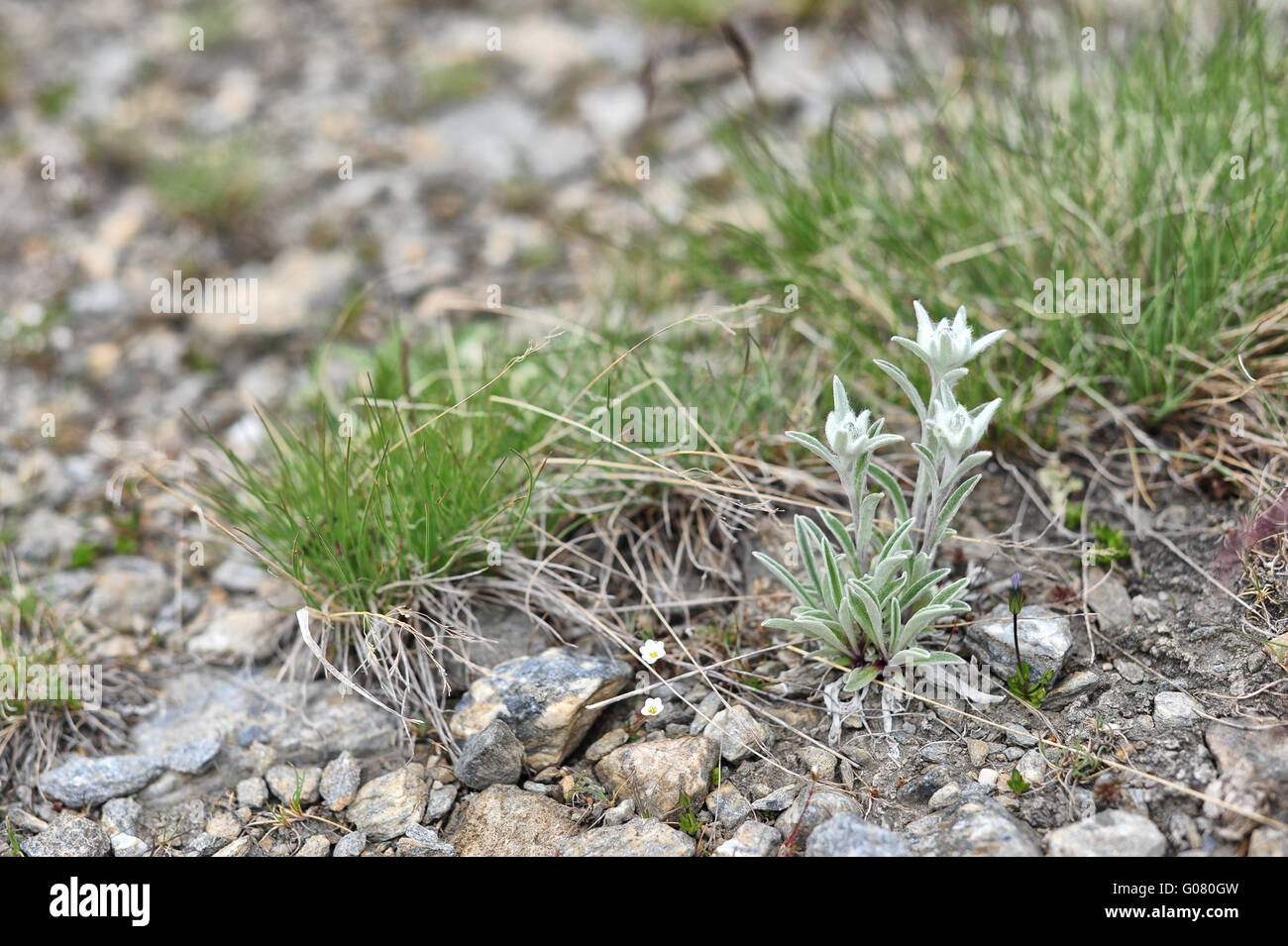 Edelweiss gruppe -Fotos und -Bildmaterial in hoher Auflösung – Alamy