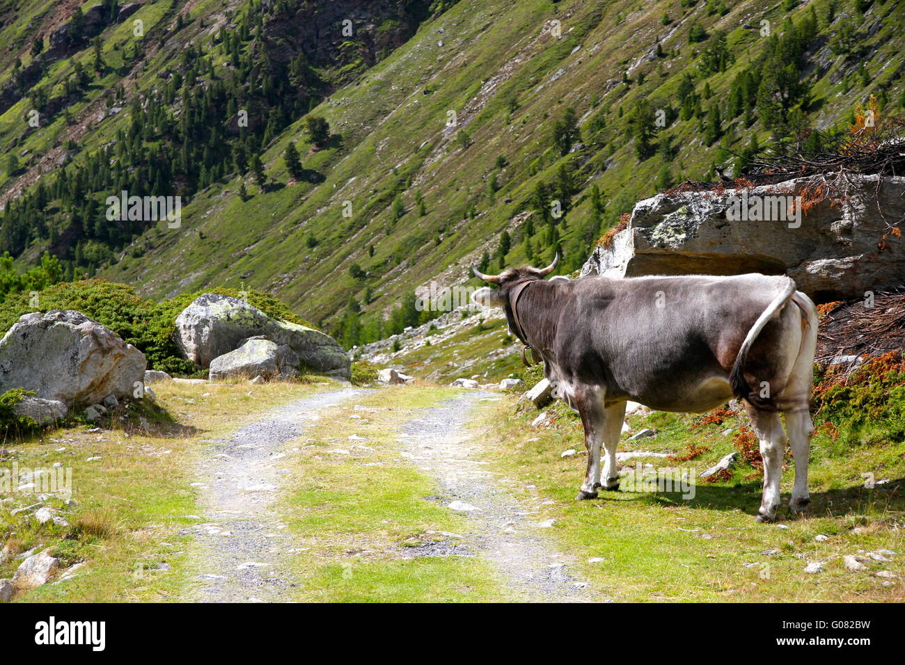 Kuh mit kuhglocke -Fotos und -Bildmaterial in hoher Auflösung – Alamy