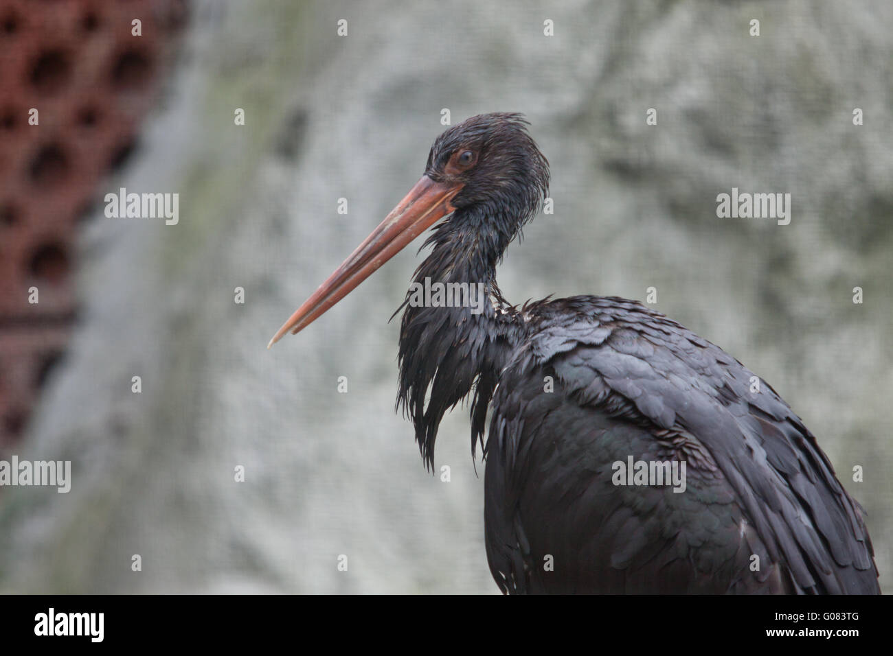 Vogel str -Fotos und -Bildmaterial in hoher Auflösung – Alamy