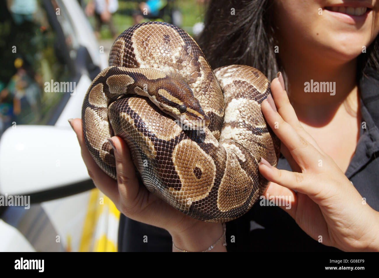 Python zur hand -Fotos und -Bildmaterial in hoher Auflösung – Alamy