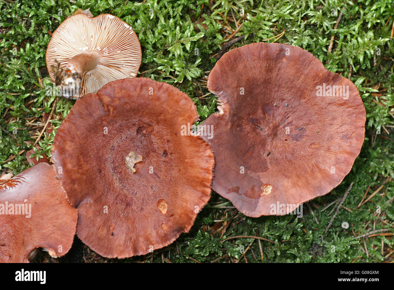 Red hot milk cap -Fotos und -Bildmaterial in hoher Auflösung – Alamy