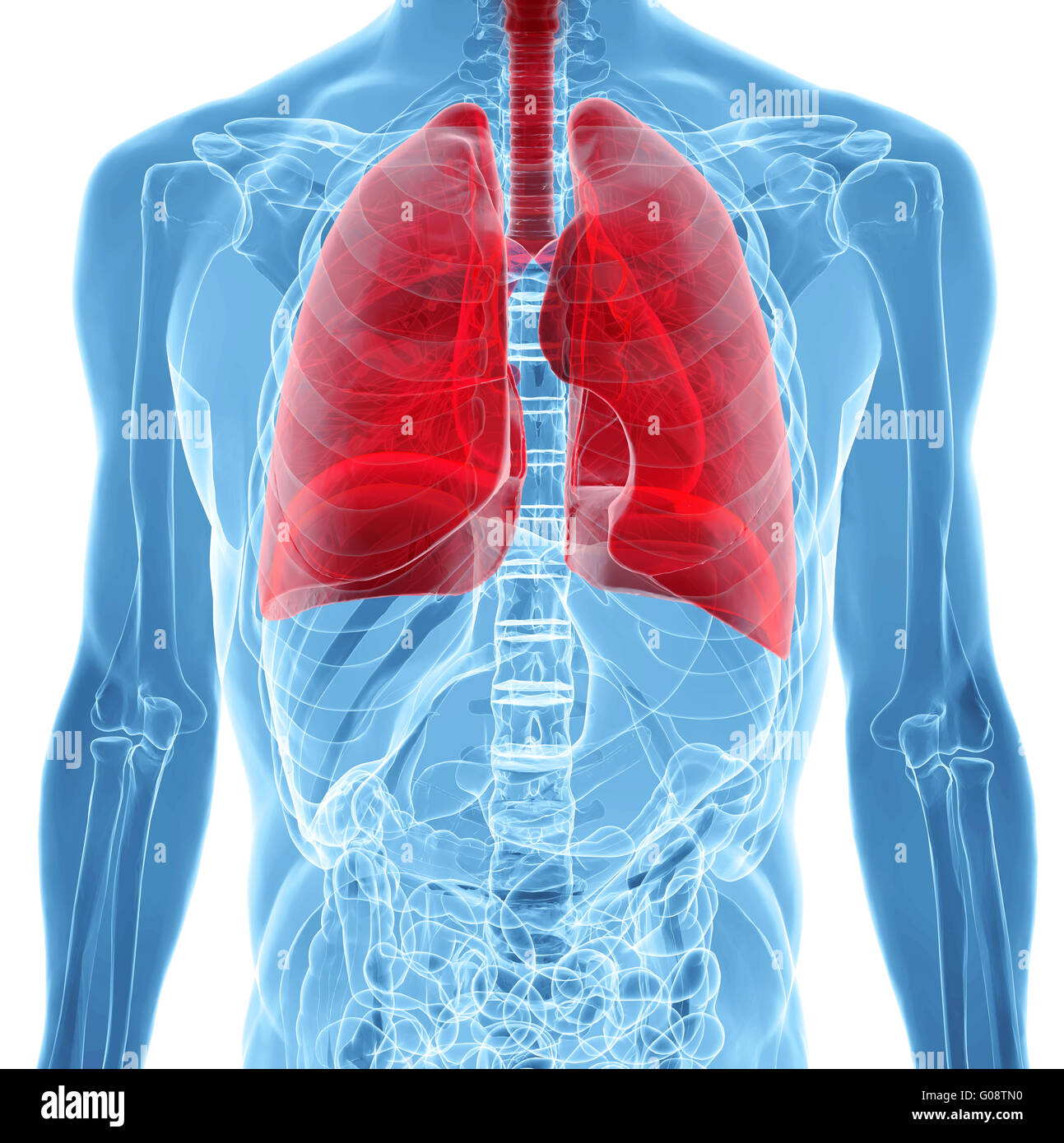 Anatomie der menschlichen Lunge im Röntgenblick Stockfotografie - Alamy
