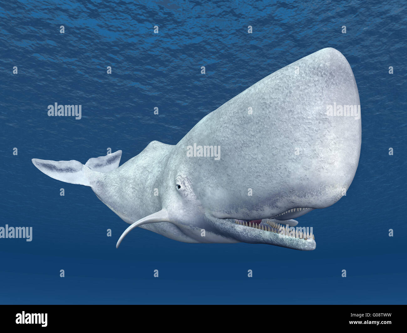 Schwimmen mit pottwalen -Fotos und -Bildmaterial in hoher Auflösung – Alamy