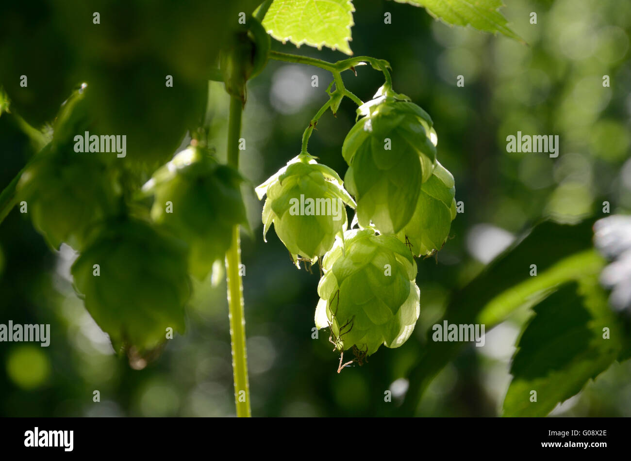 Hop entwining -Fotos und -Bildmaterial in hoher Auflösung – Alamy