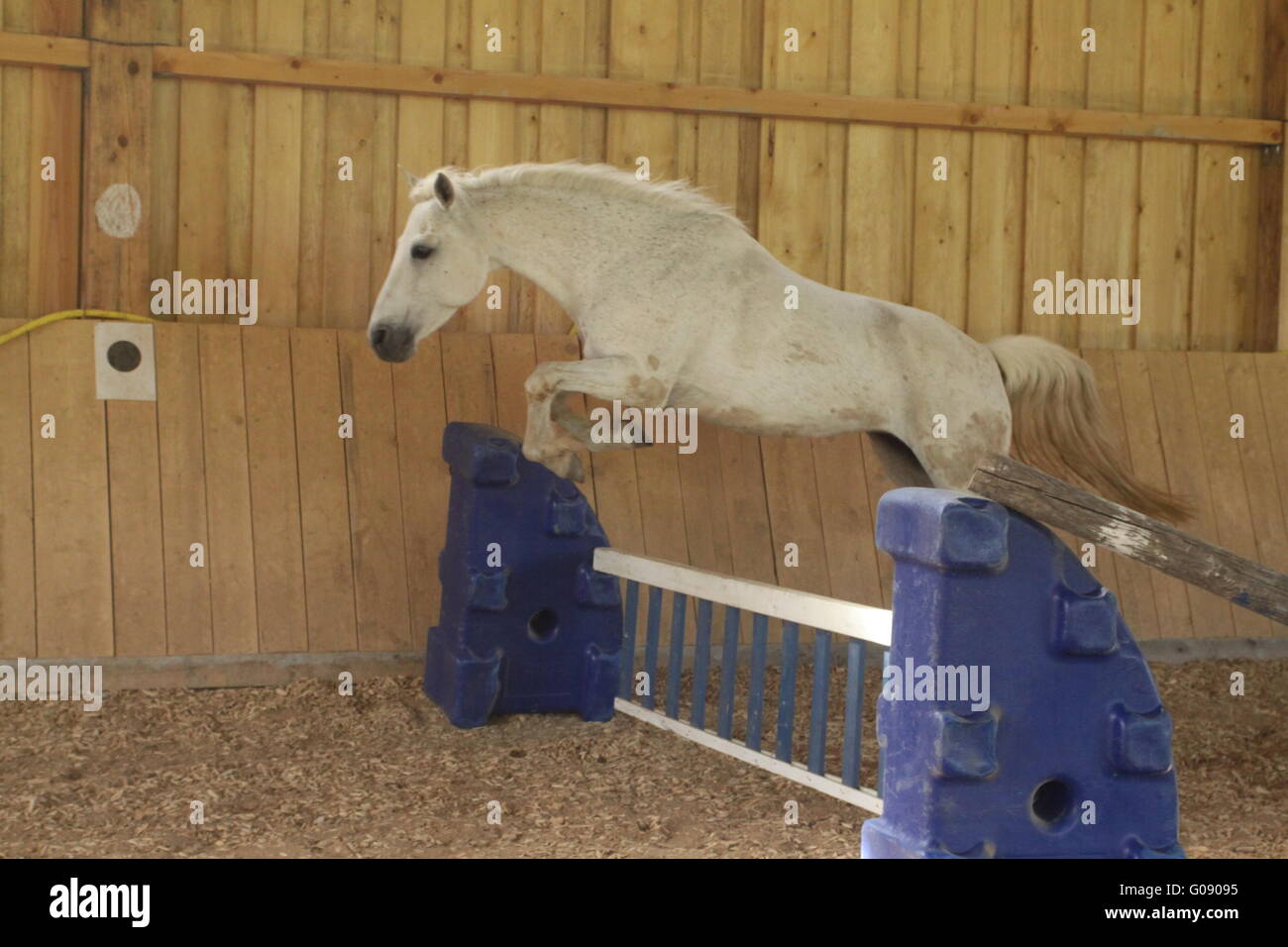 Tiere springen -Fotos und -Bildmaterial in hoher Auflösung – Alamy