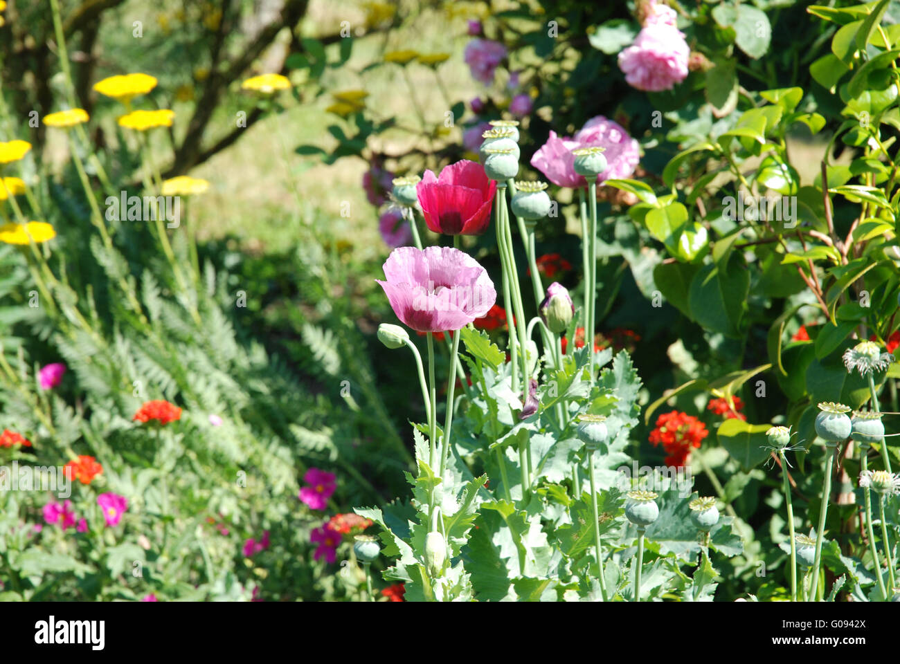 Mohnblumen blumen -Fotos und -Bildmaterial in hoher Auflösung – Alamy