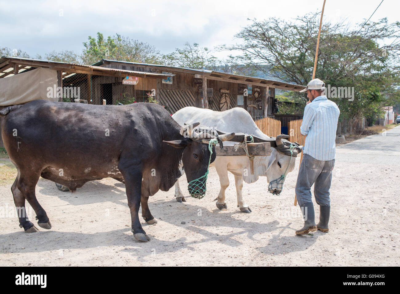 Joch ochse -Fotos und -Bildmaterial in hoher Auflösung – Alamy