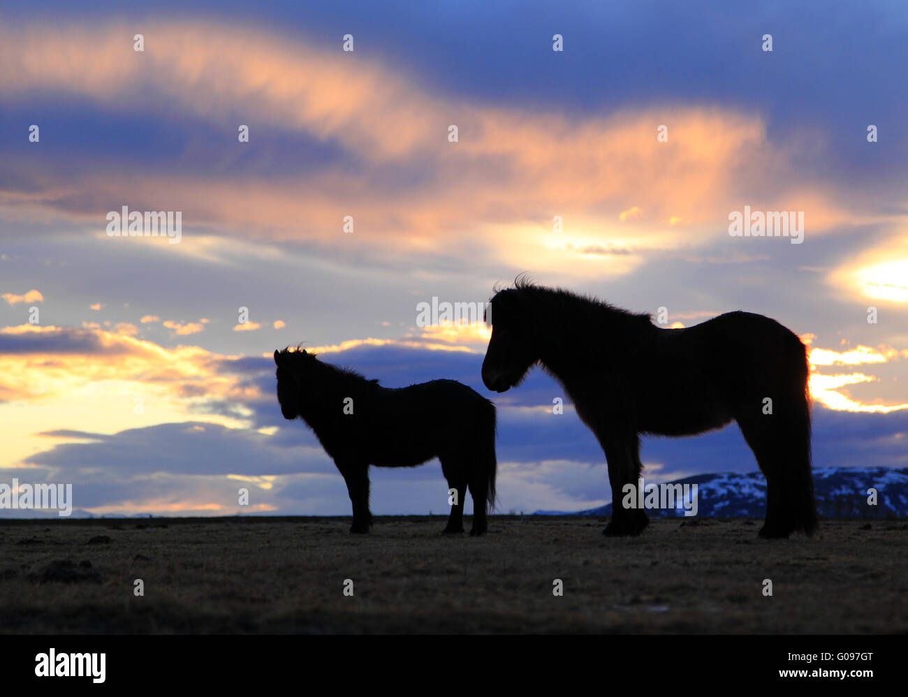 Islandpferd tölt -Fotos und -Bildmaterial in hoher Auflösung – Alamy