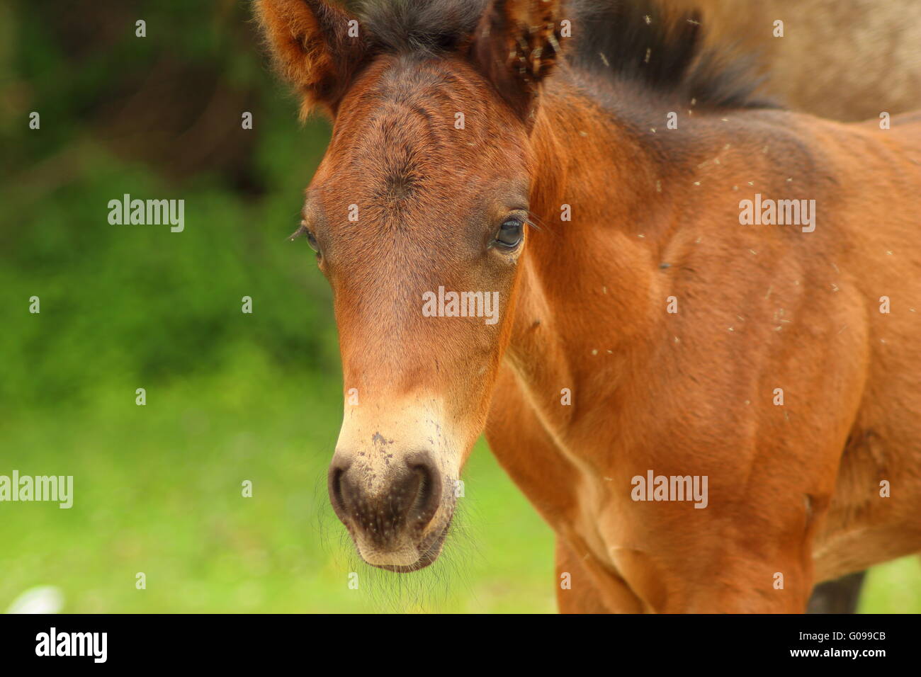 Kid colt -Fotos und -Bildmaterial in hoher Auflösung – Alamy