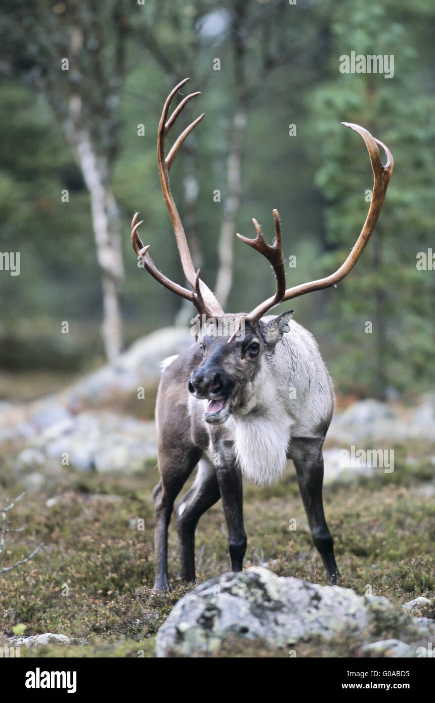 Rentiere nach einem kampf -Fotos und -Bildmaterial in hoher Auflösung ...
