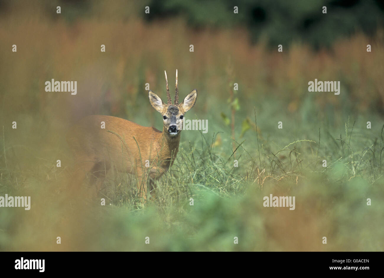 Reh und rehbock capreolus capreolus in der paarungszeit -Fotos und ...