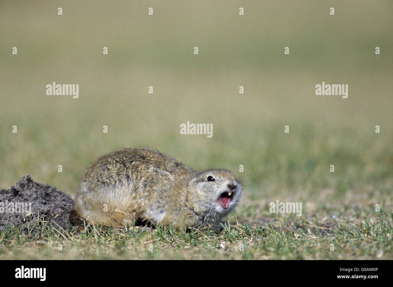 Richardson ziesel -Fotos und -Bildmaterial in hoher Auflösung – Alamy
