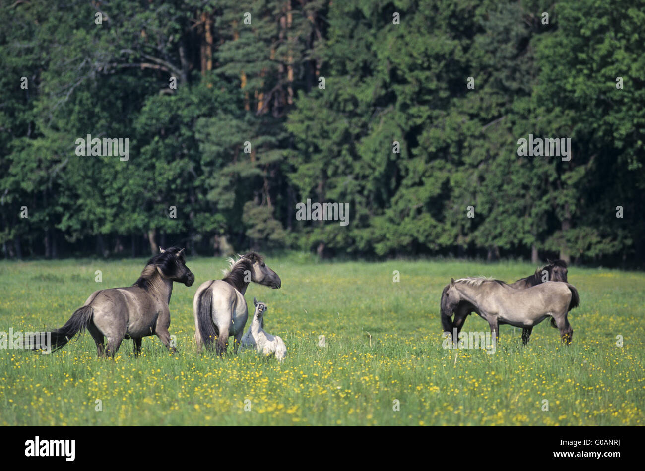 Stallion mating -Fotos und -Bildmaterial in hoher Auflösung – Alamy