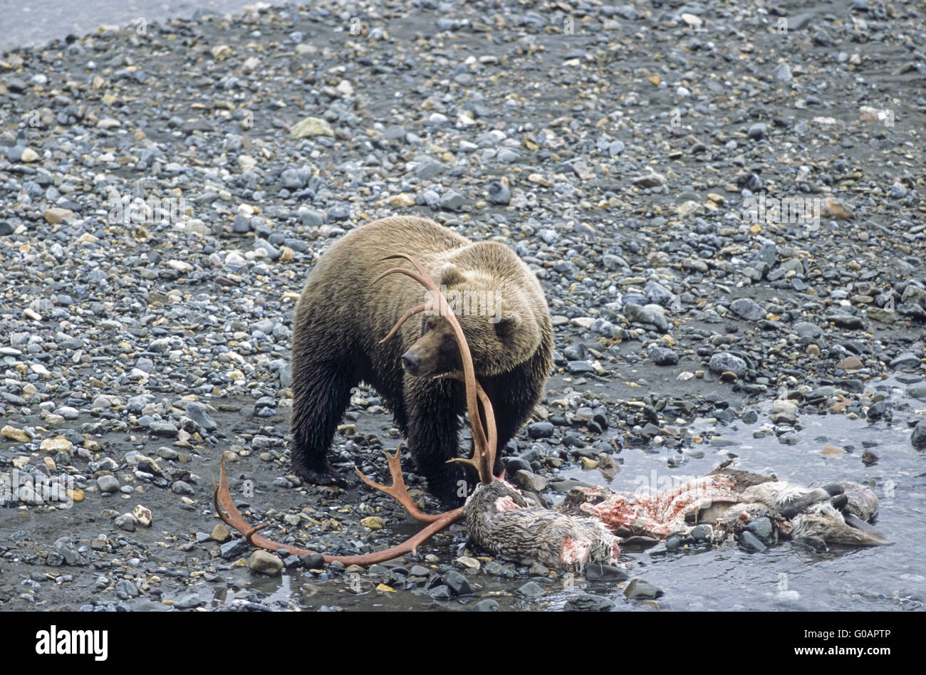 Karibu fluss -Fotos und -Bildmaterial in hoher Auflösung – Alamy