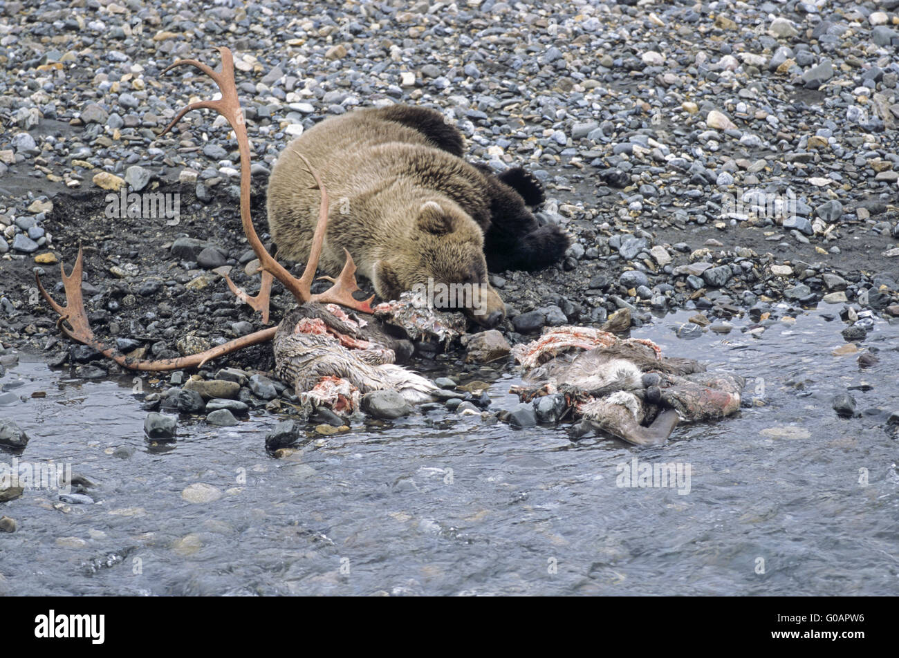 Karibu fluss -Fotos und -Bildmaterial in hoher Auflösung – Alamy