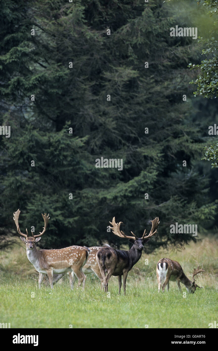 Ruminant animals -Fotos und -Bildmaterial in hoher Auflösung – Alamy