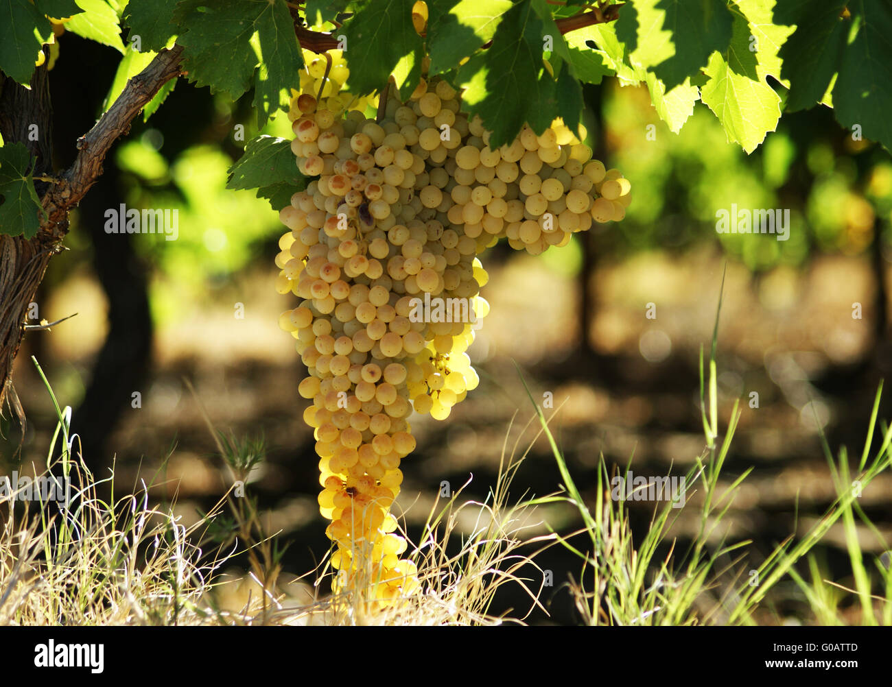 Reben essen trinken -Fotos und -Bildmaterial in hoher Auflösung – Alamy