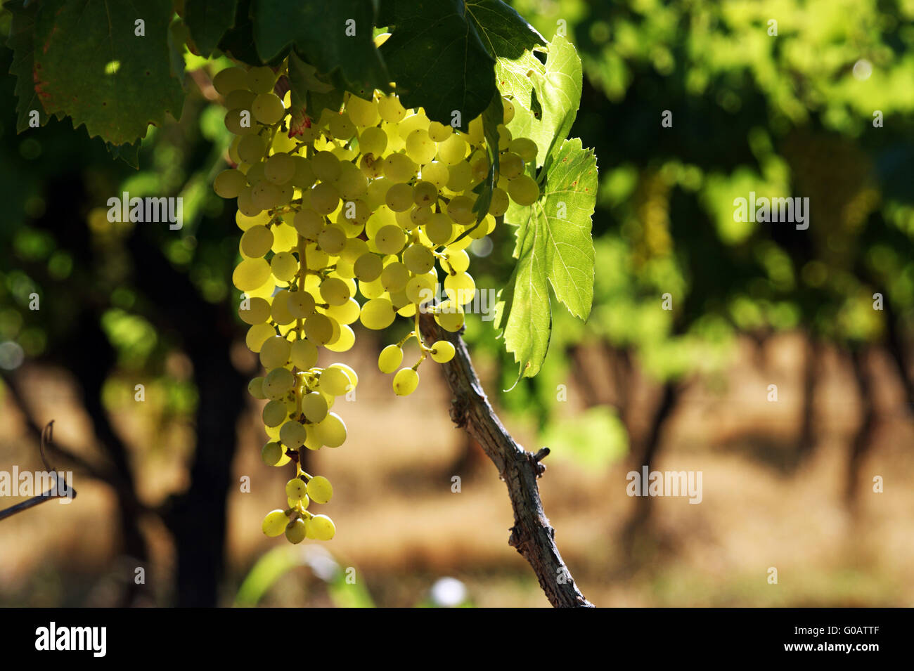 Reben essen trinken -Fotos und -Bildmaterial in hoher Auflösung – Alamy