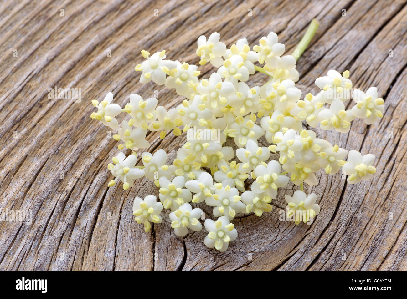 Dolde nahaufnahme -Fotos und -Bildmaterial in hoher Auflösung – Alamy