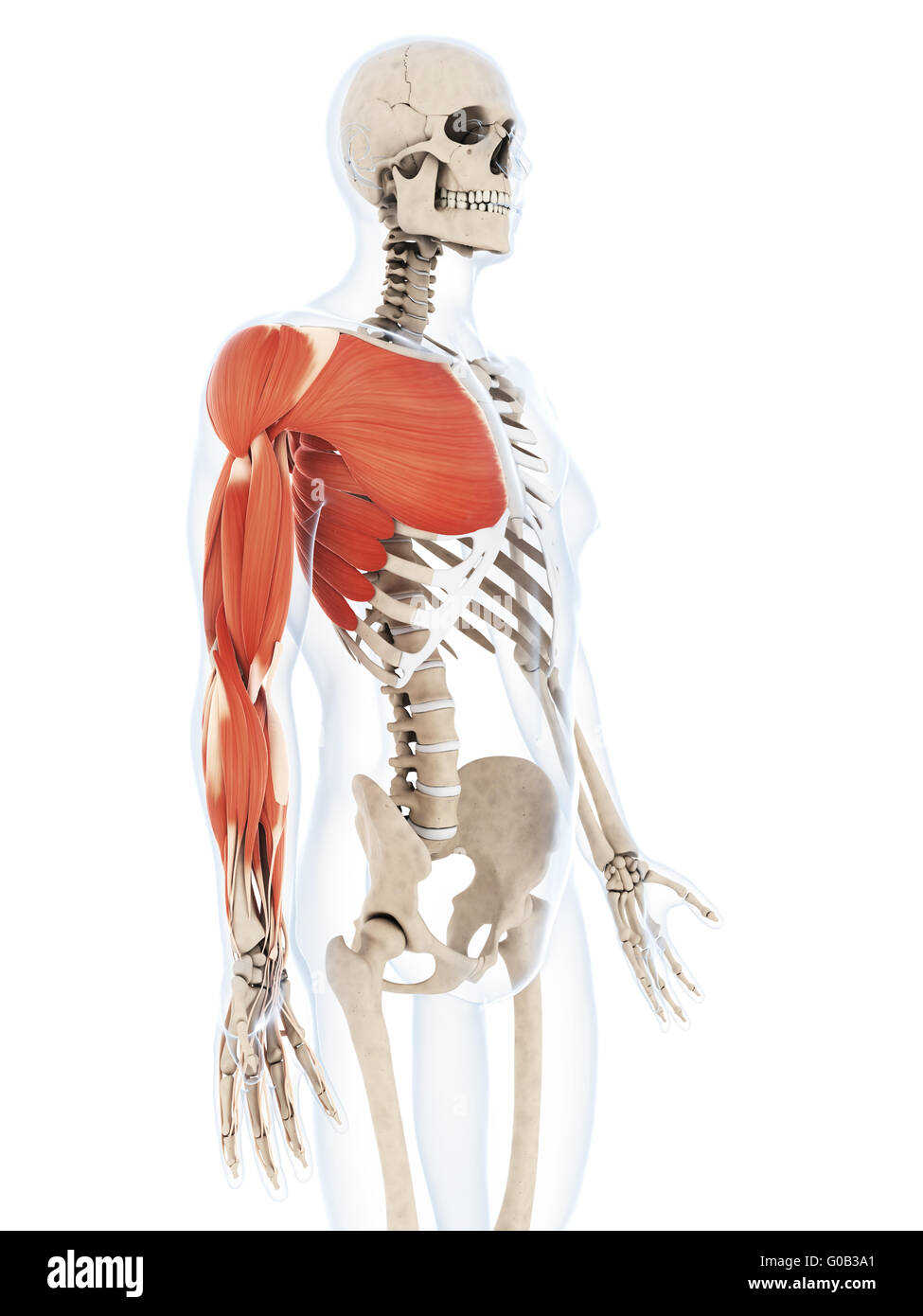 3D gerenderte Darstellung der Arm-Muskulatur Stockfotografie - Alamy