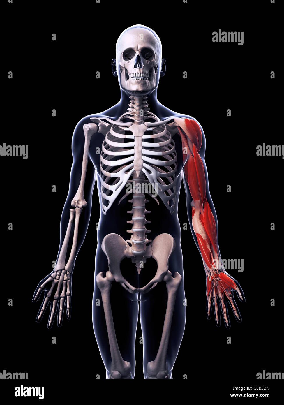 3D gerenderte Darstellung der Arm-Muskulatur Stockfotografie - Alamy