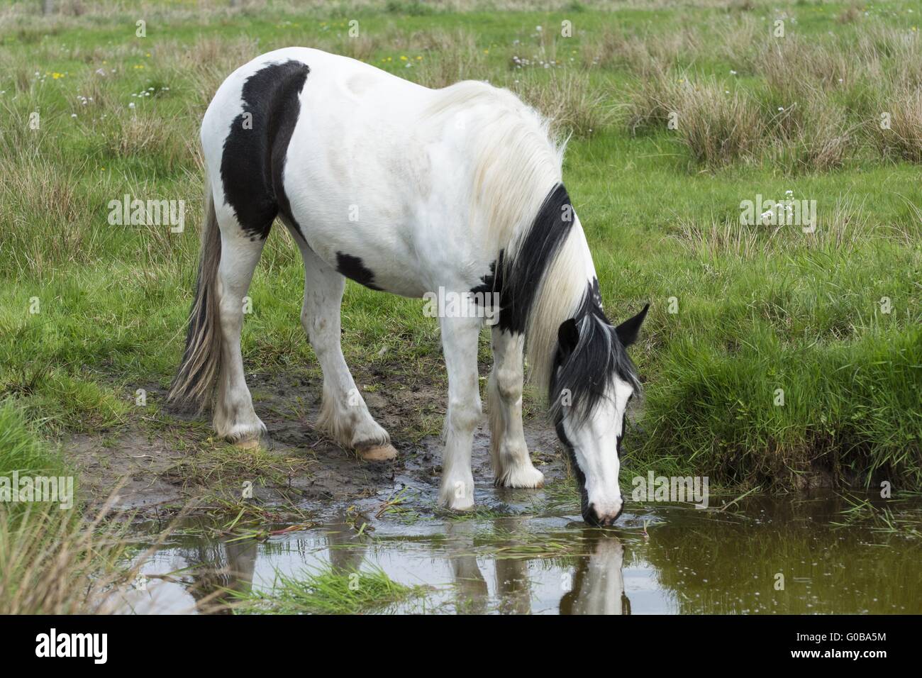 Irish tinker -Fotos und -Bildmaterial in hoher Auflösung – Alamy