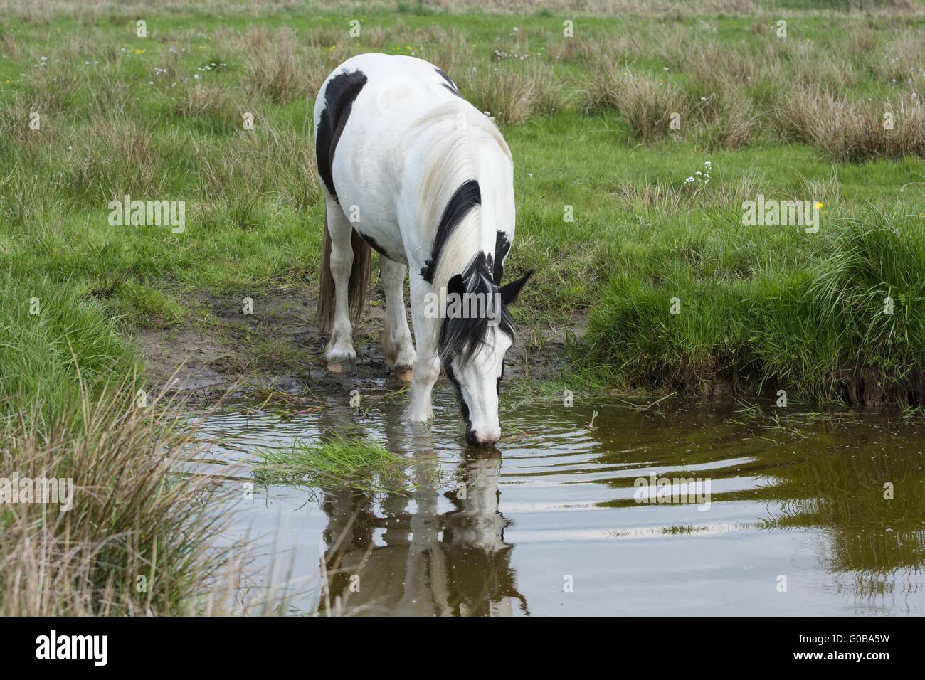 Irish tinker -Fotos und -Bildmaterial in hoher Auflösung – Alamy