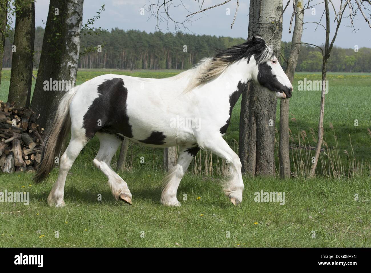 Irish tinker -Fotos und -Bildmaterial in hoher Auflösung – Alamy