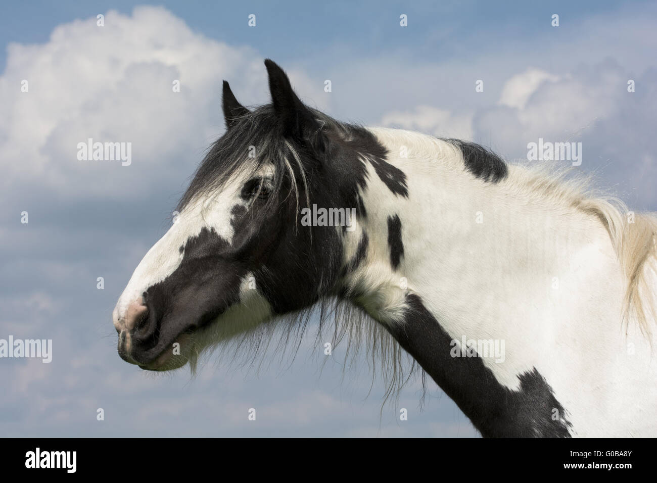 Irish tinker -Fotos und -Bildmaterial in hoher Auflösung – Alamy