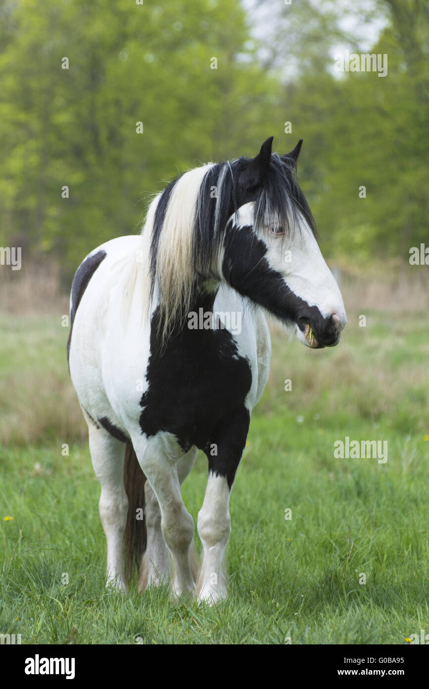Irish Tinker Pferd Stockfotos und -bilder Kaufen - Alamy