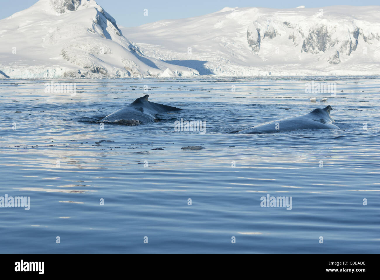 Buckelwal antarktis -Fotos und -Bildmaterial in hoher Auflösung – Alamy