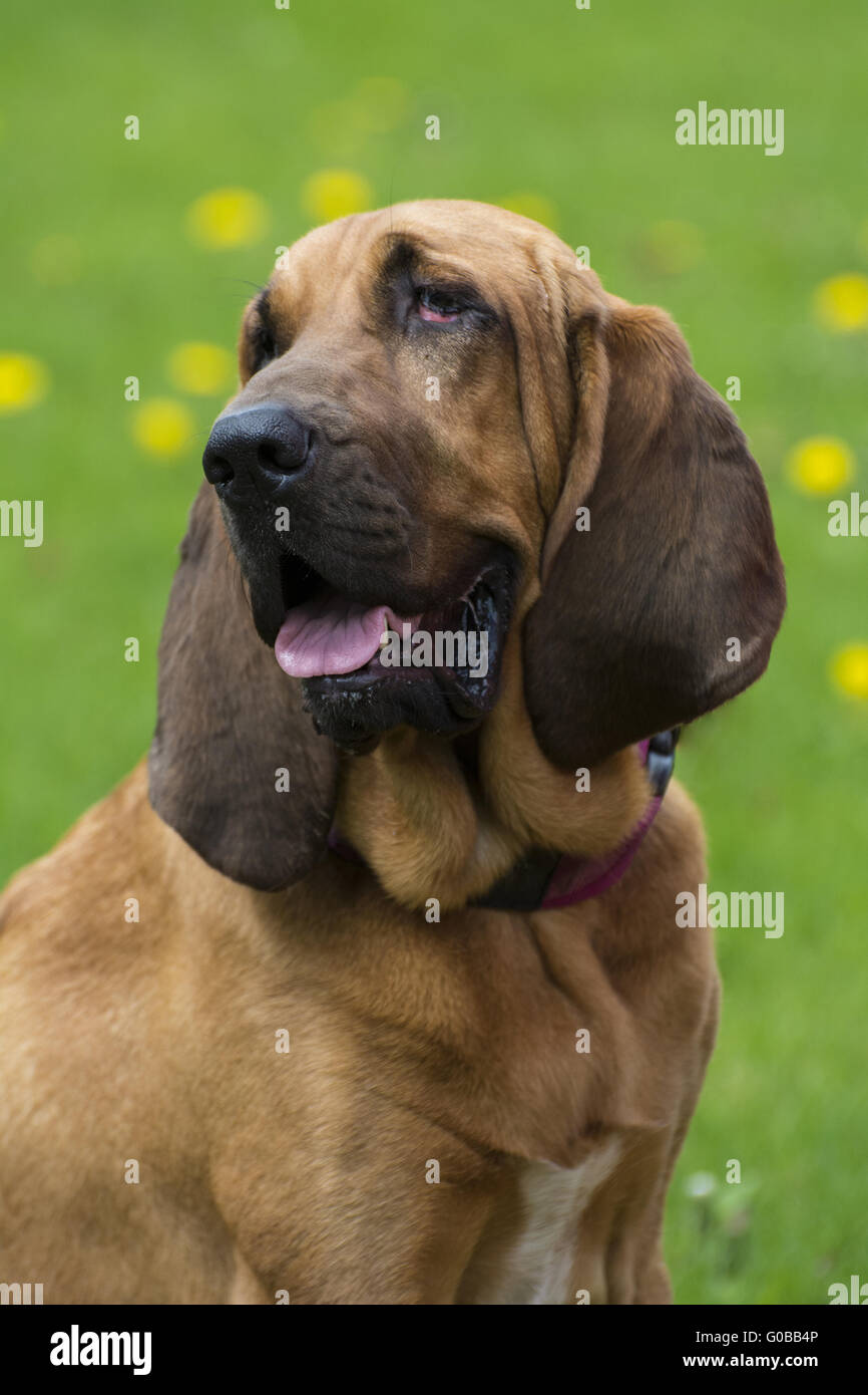 Blood hounds -Fotos und -Bildmaterial in hoher Auflösung – Alamy
