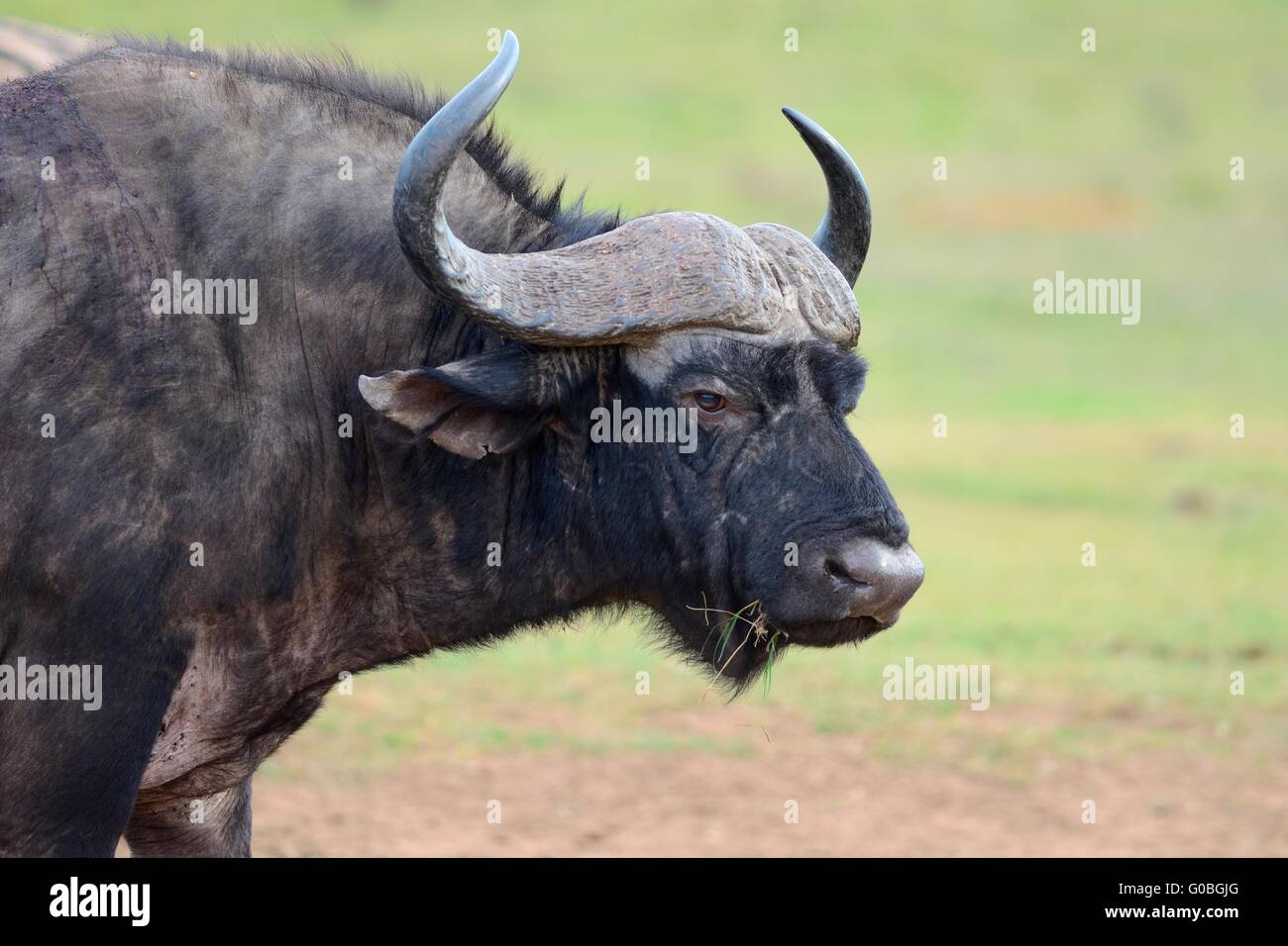 Afrikanische Büffel- oder Kaffernbüffel (Syncerus Caffer), Tier ...