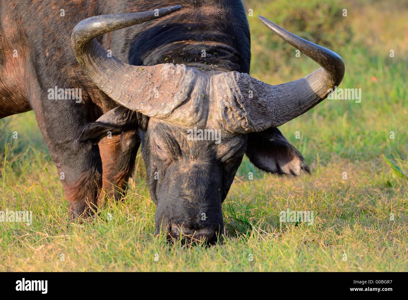 Frontal close up cape buffalo -Fotos und -Bildmaterial in hoher ...