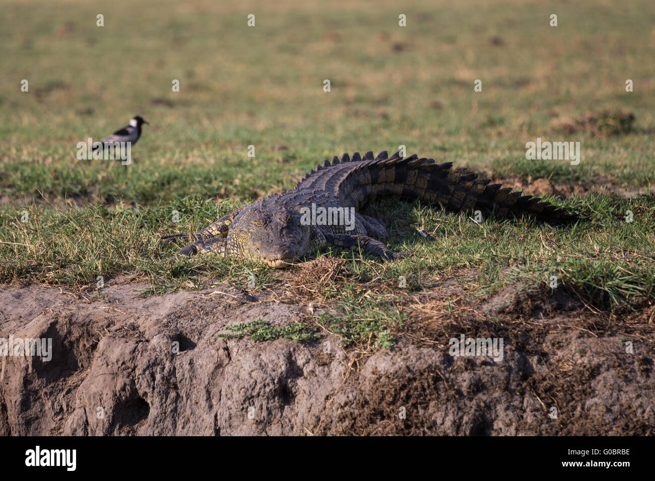 Nil-Krokodil im Okavangodelta mit Vogel dahinter lauern. Okavangodelta ...