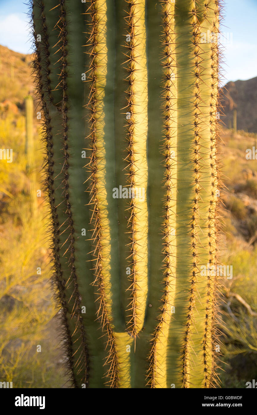Stacheln dornen -Fotos und -Bildmaterial in hoher Auflösung – Alamy