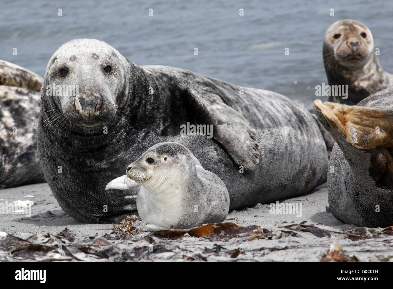 Graue flossen -Fotos und -Bildmaterial in hoher Auflösung – Alamy