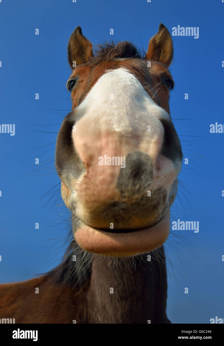 Lustige pferde -Fotos und -Bildmaterial in hoher Auflösung – Alamy