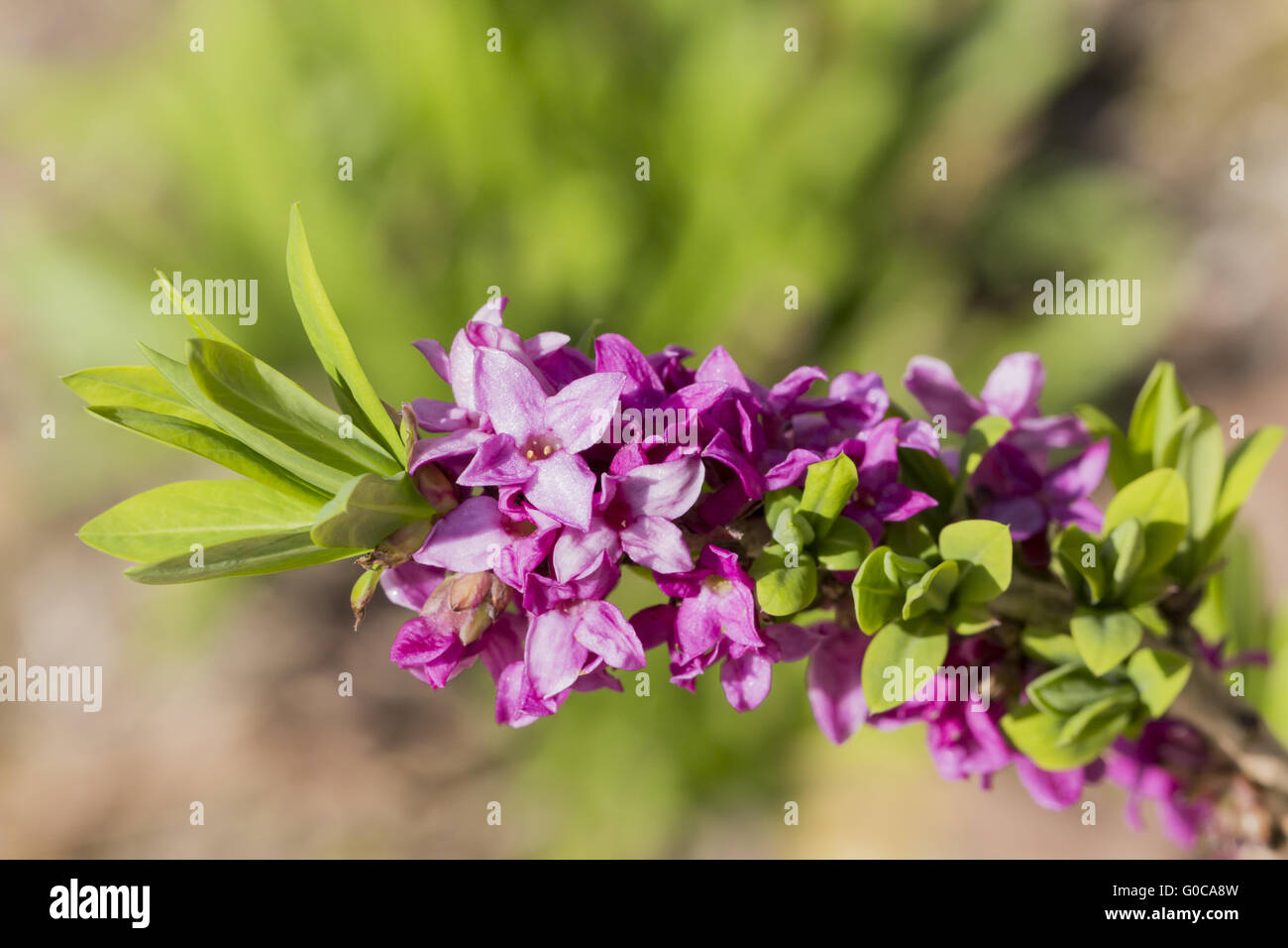 Daphne blume -Fotos und -Bildmaterial in hoher Auflösung – Alamy