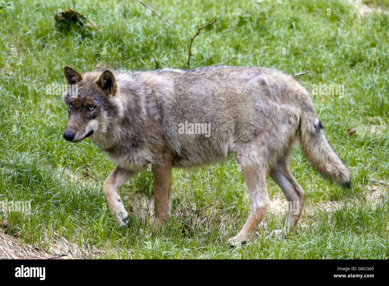 Lone hunter -Fotos und -Bildmaterial in hoher Auflösung – Alamy
