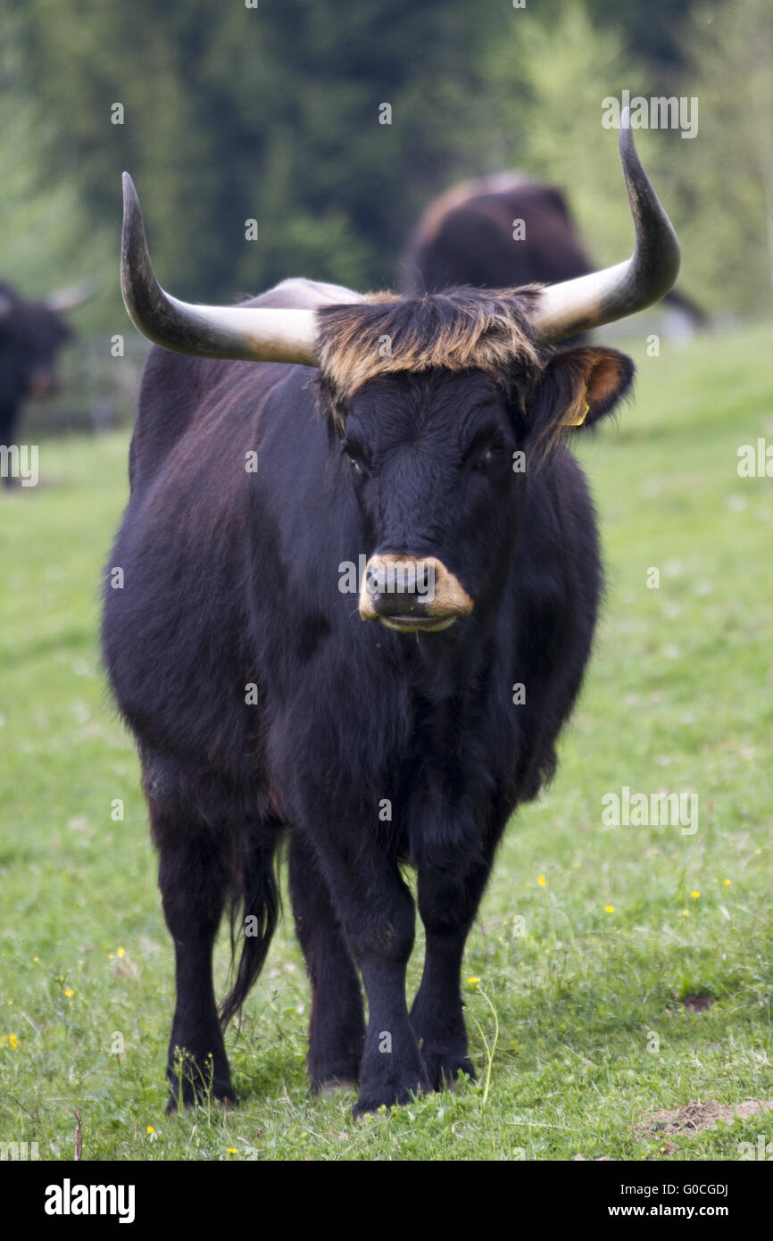 Wilder ochse bos -Fotos und -Bildmaterial in hoher Auflösung – Alamy