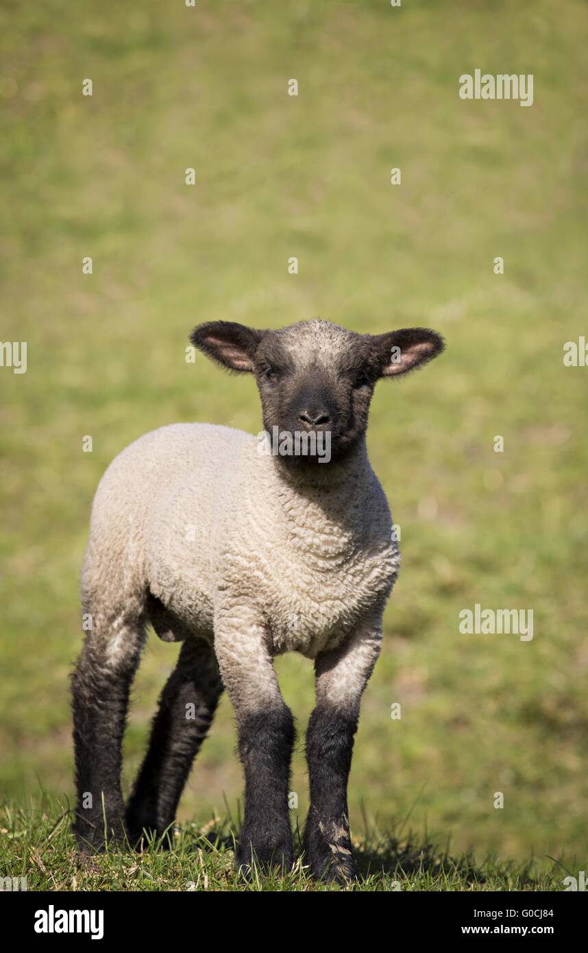 Lamm symbol Stockfotos und -bilder Kaufen - Alamy